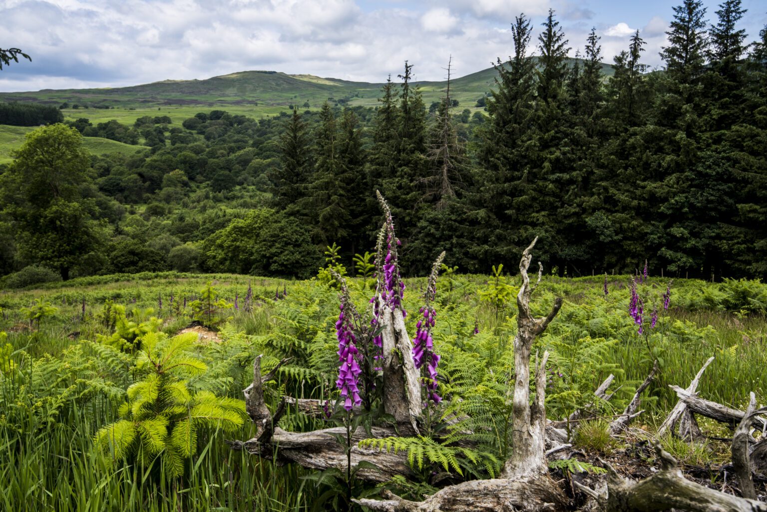 Three reasons why England needs more conifer planting – Forestry Commission