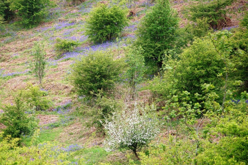Why woodland edge matters – Forestry Commission