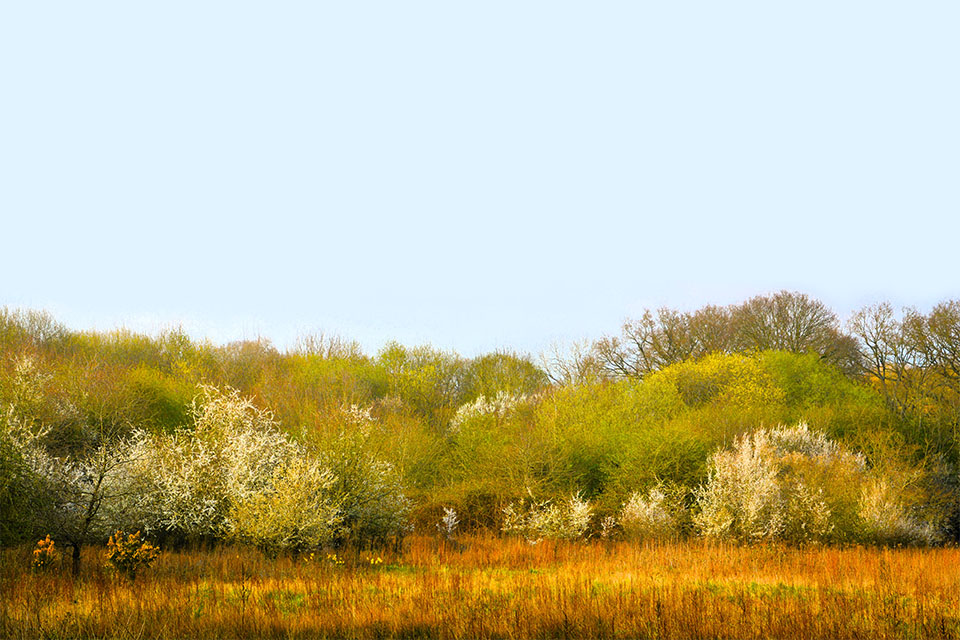 Why woodland edge matters – Forestry Commission