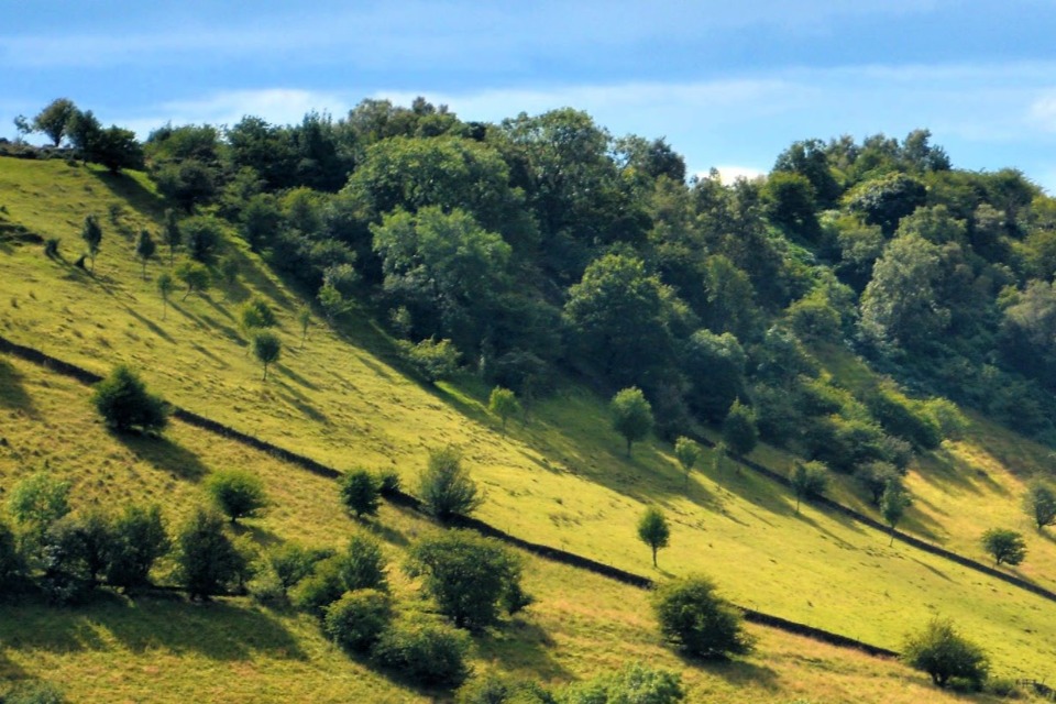 Why woodland edge matters – Forestry Commission