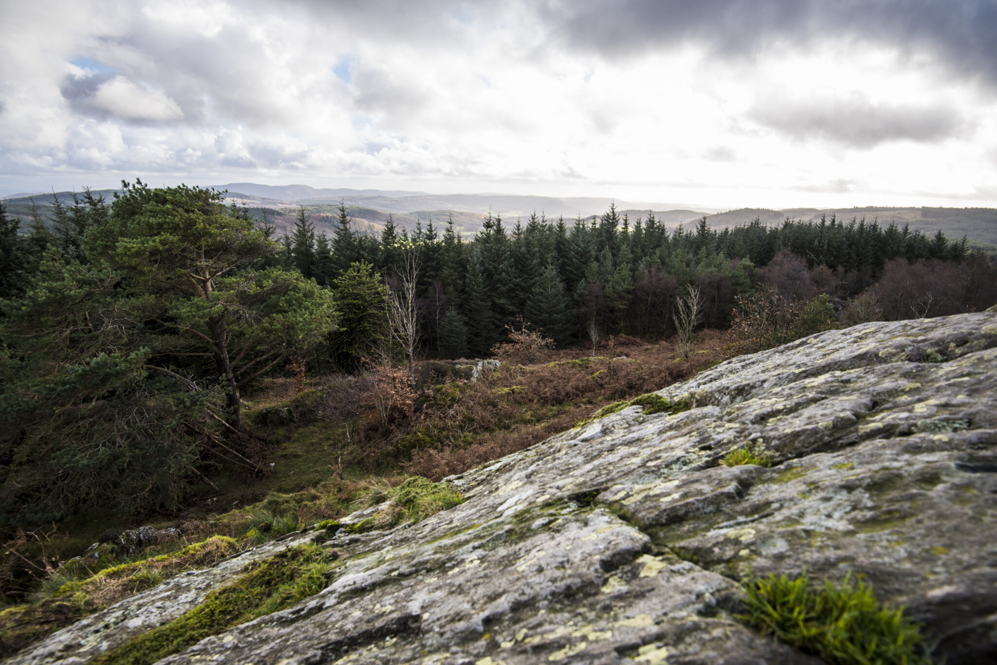 Three reasons why England needs more conifer planting – Forestry Commission