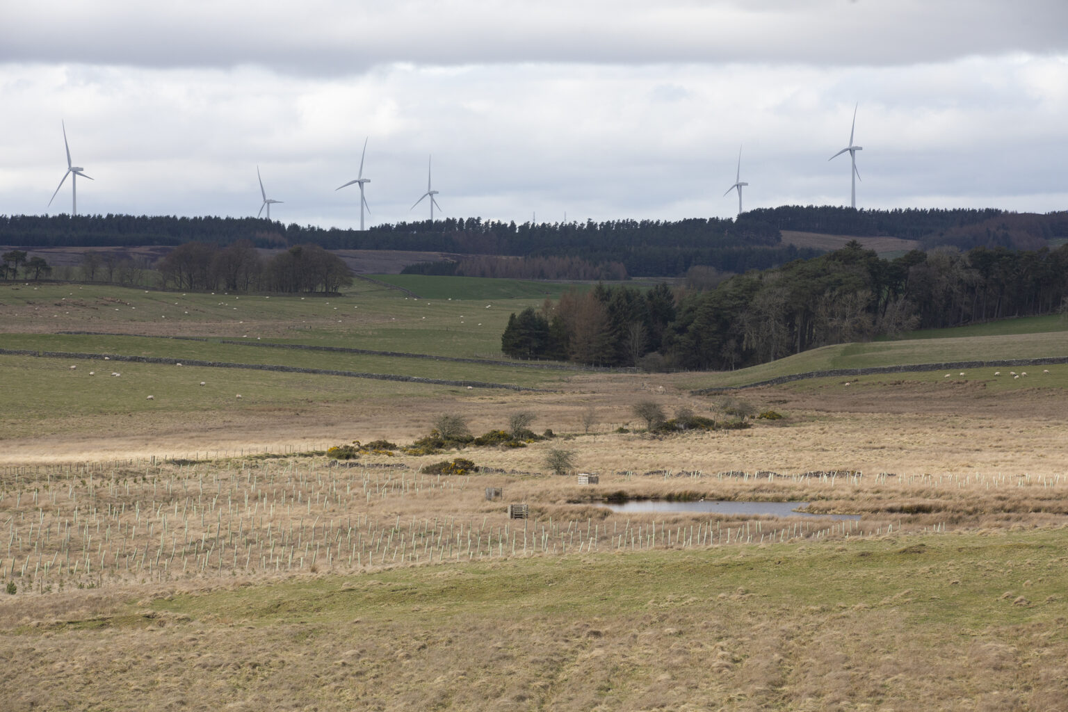 Should trees be planted within a productive farming landscape ...