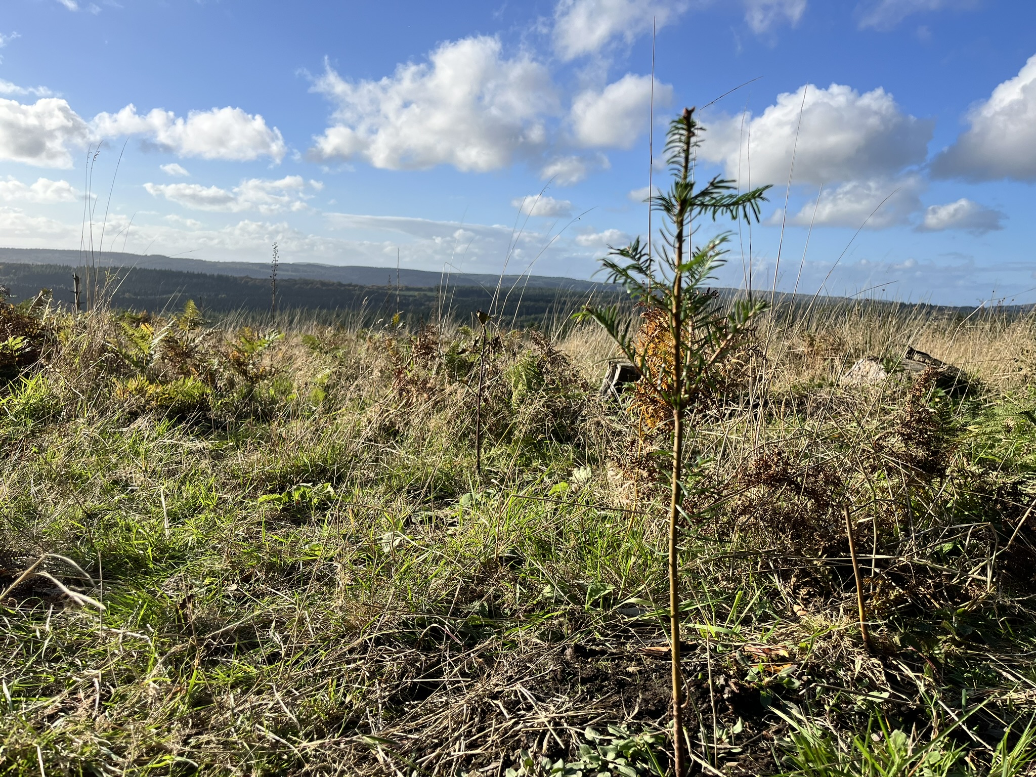 Tree planting – Forestry Commission