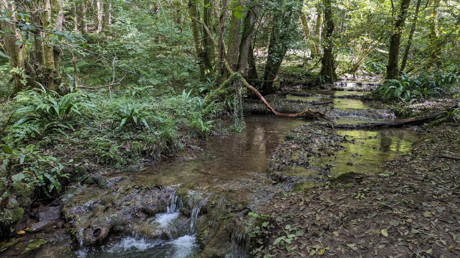 Into the woods: special features in the Forest of Dean – Forestry ...