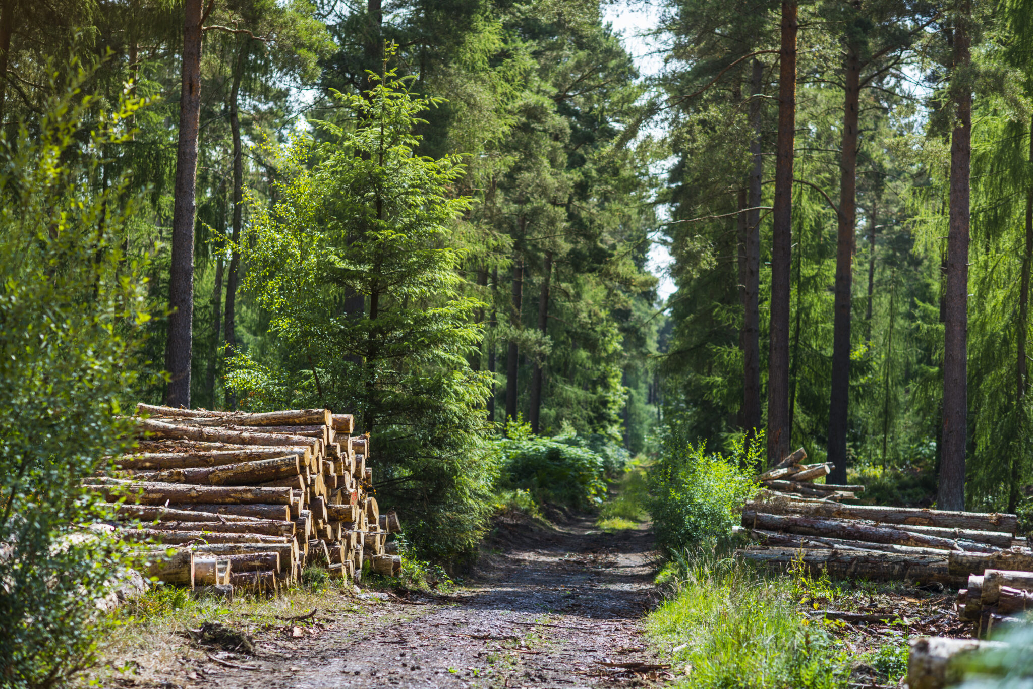 Three reasons why England needs more conifer planting – Forestry Commission