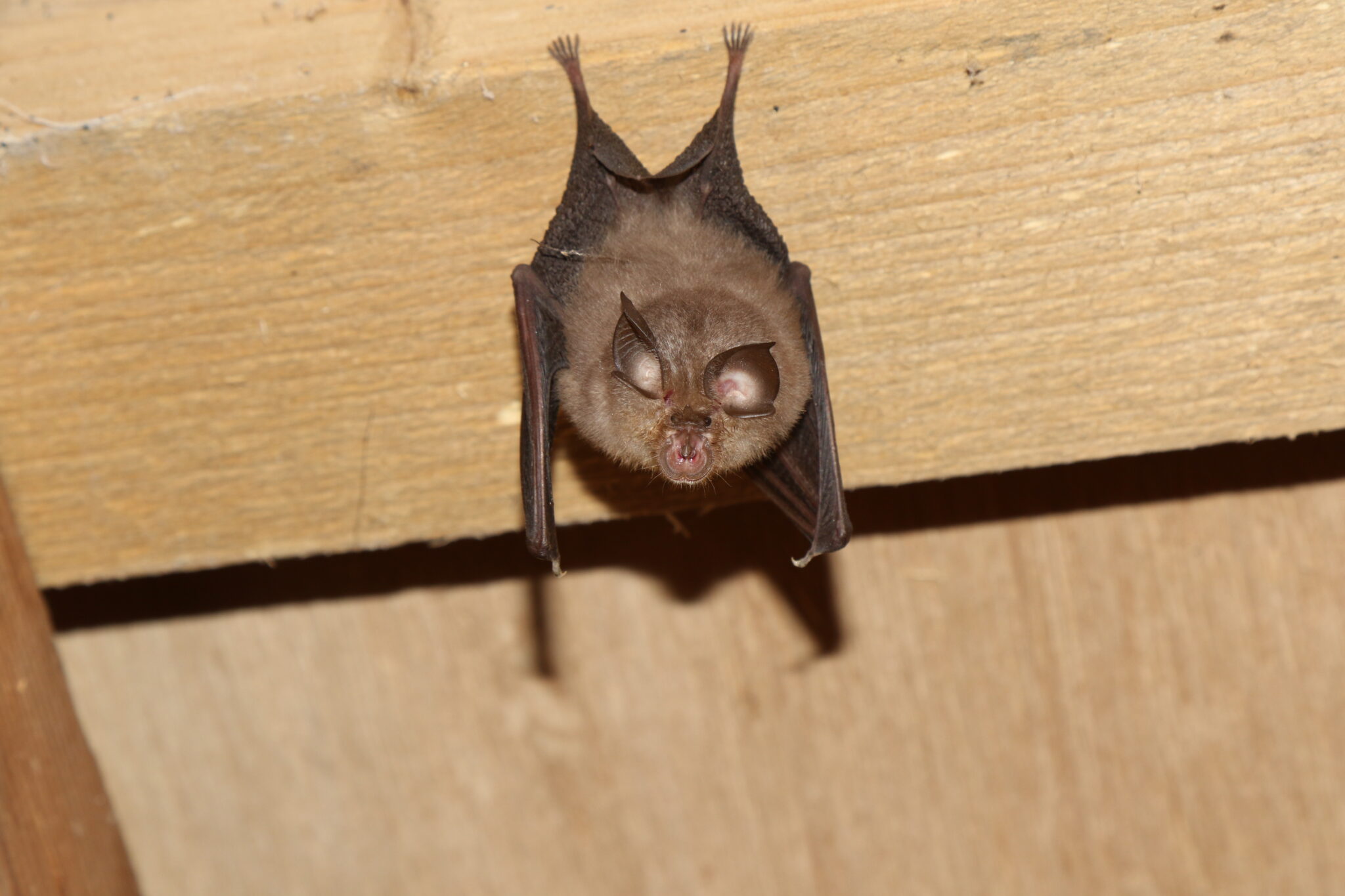 The elusive mammals of our woodlands – Forestry Commission