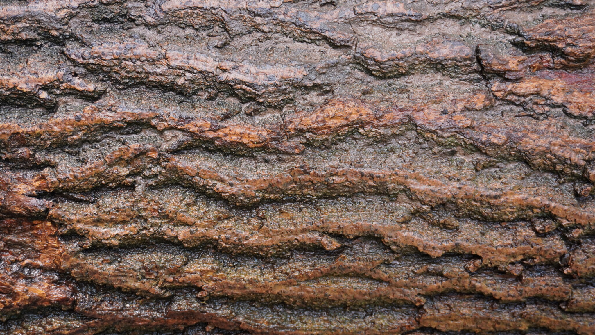 How Woodland Heritage is building a thriving UK wood culture – Forestry ...