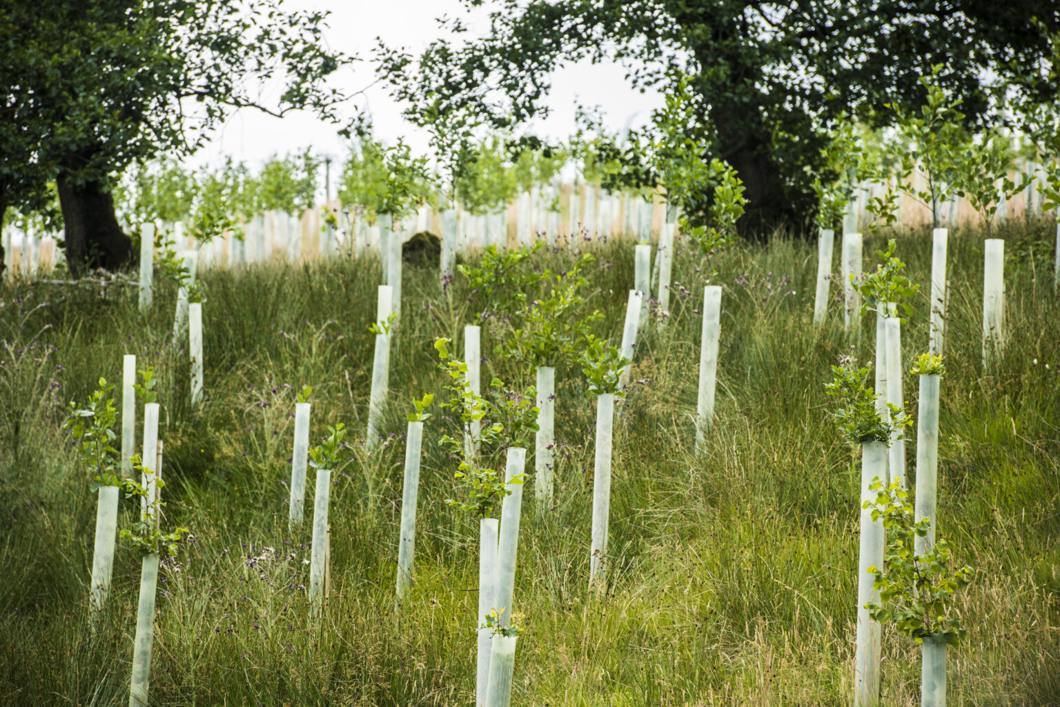 The elusive mammals of our woodlands – Forestry Commission