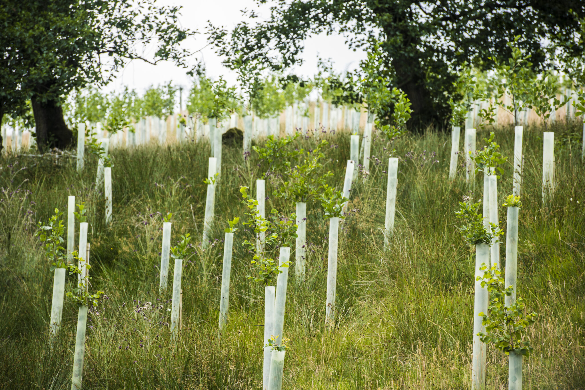 The elusive mammals of our woodlands – Forestry Commission