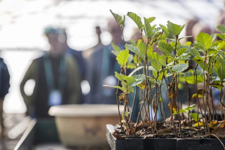Forests with Impact: growing trees, changing lives – Forestry Commission