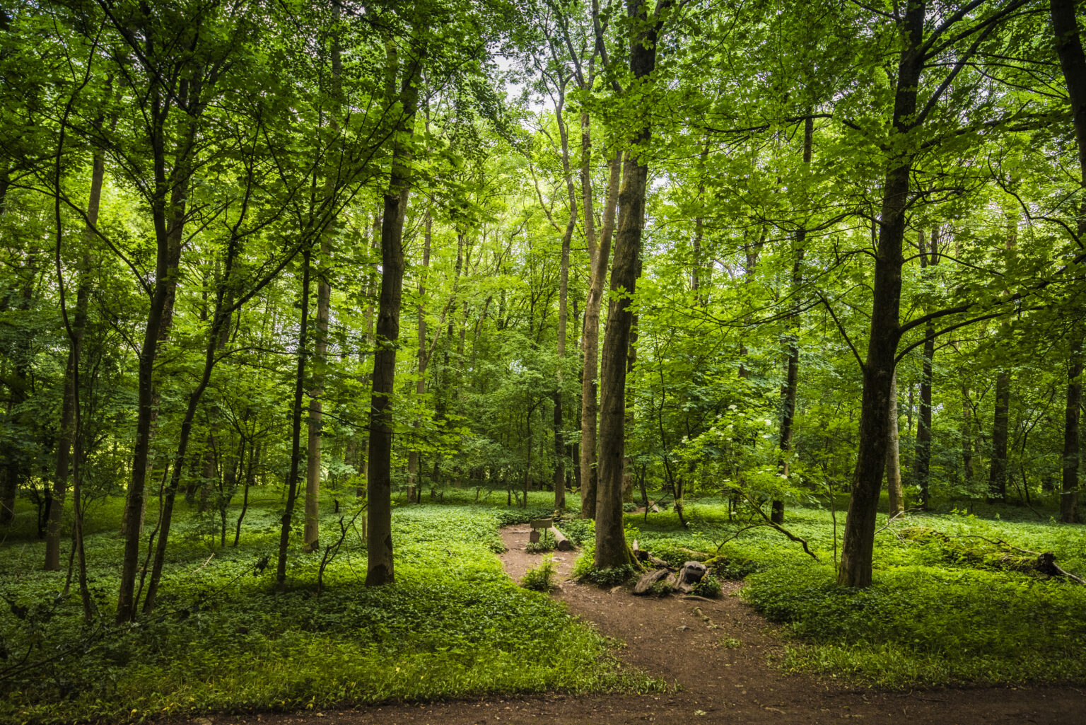 To plant, or not to plant, that is the tree question – Forestry Commission