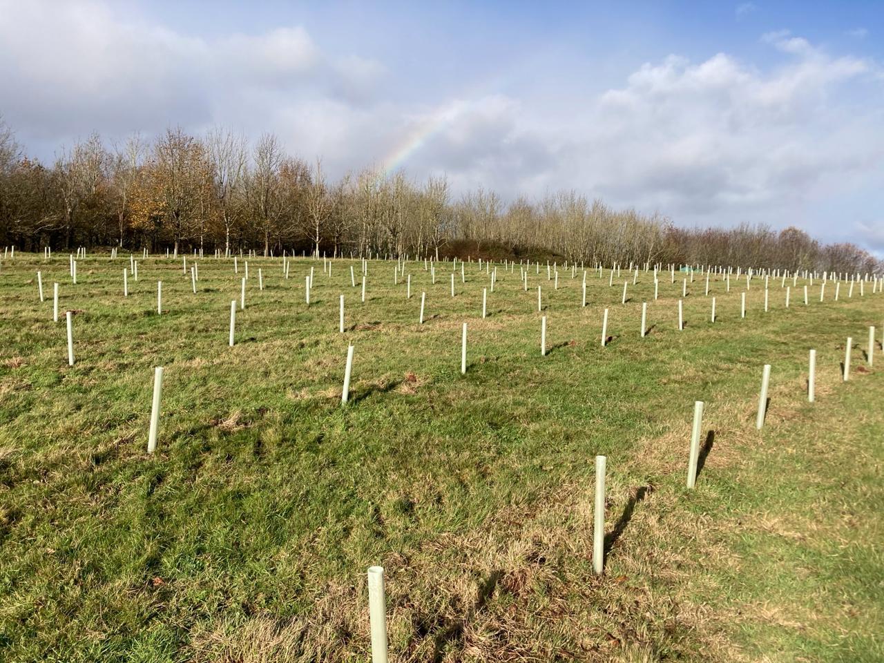 How Woodland Heritage is building a thriving UK wood culture – Forestry ...