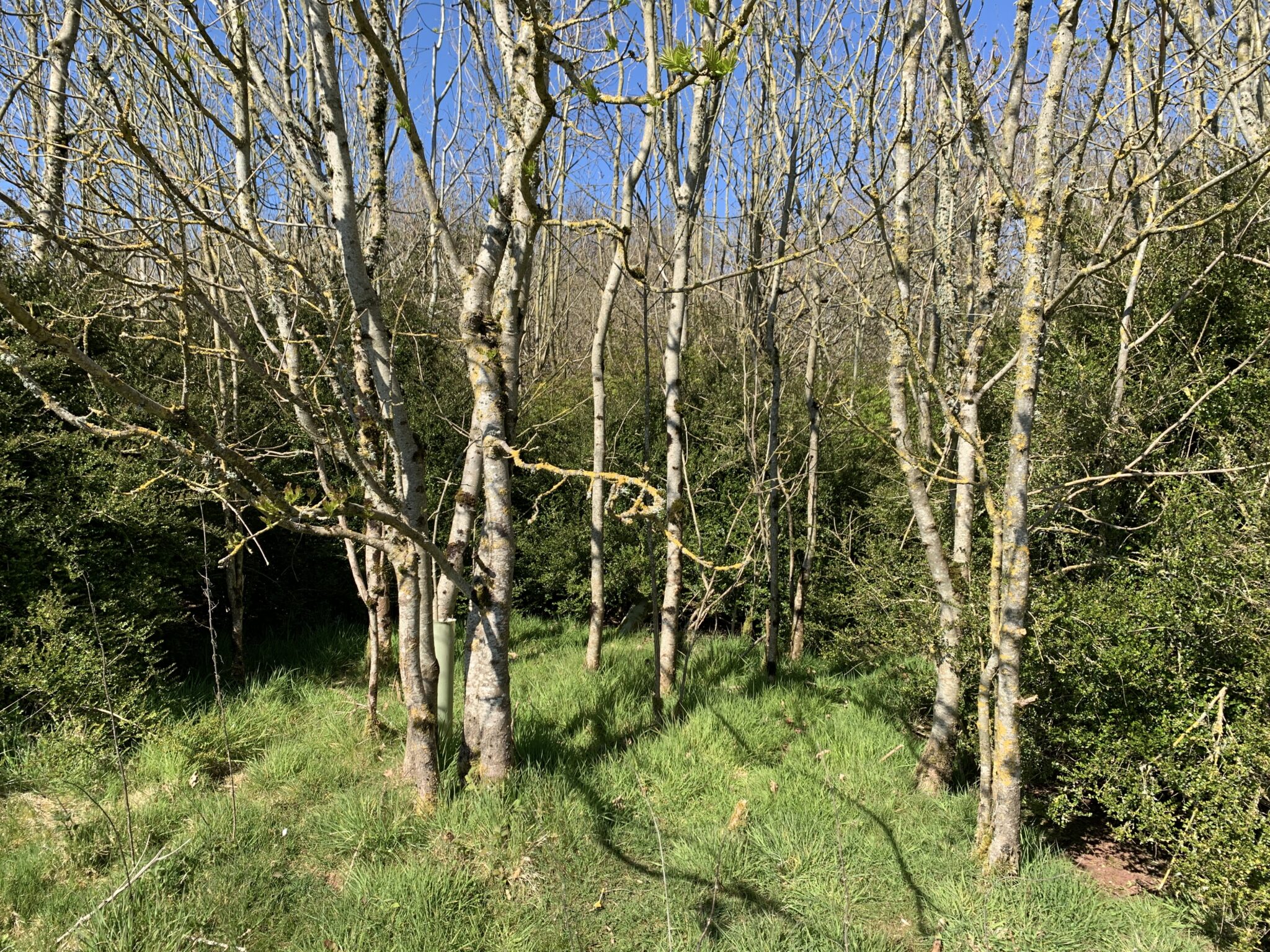 How Woodland Heritage is building a thriving UK wood culture – Forestry ...