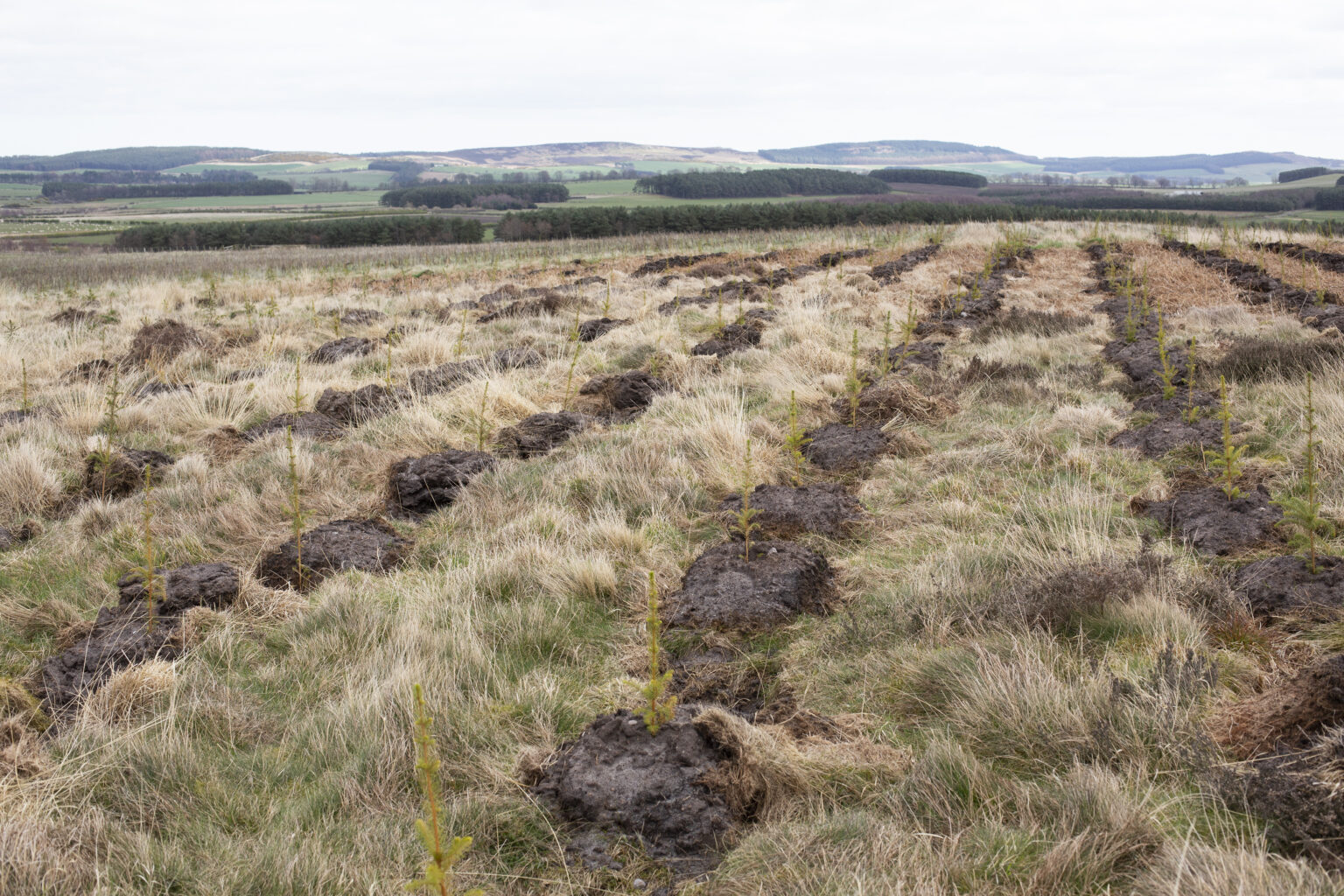 How to help young trees survive prolonged hot dry weather – Forestry ...