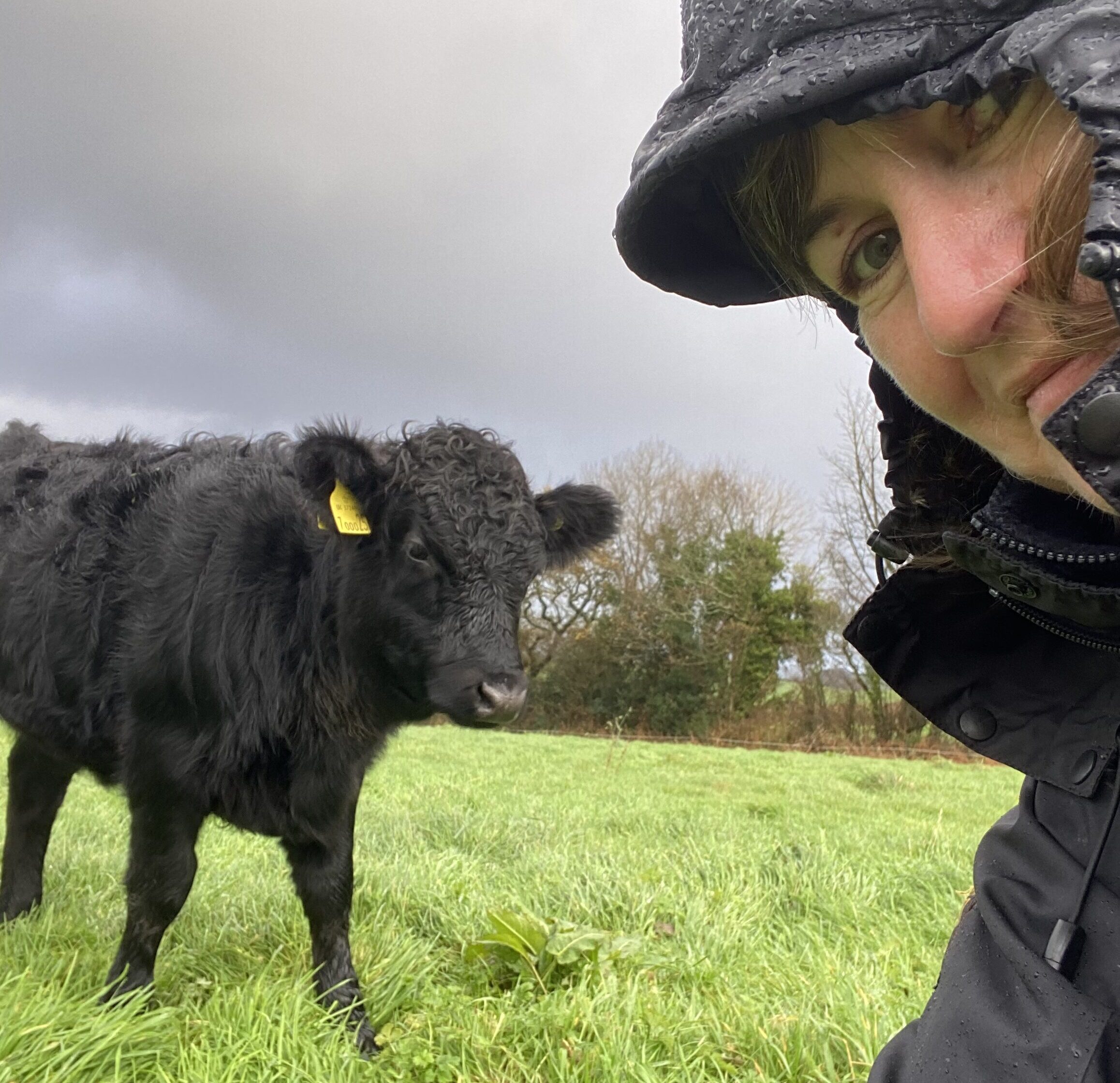 Into the woods: finding the cows among the trees – Forestry Commission