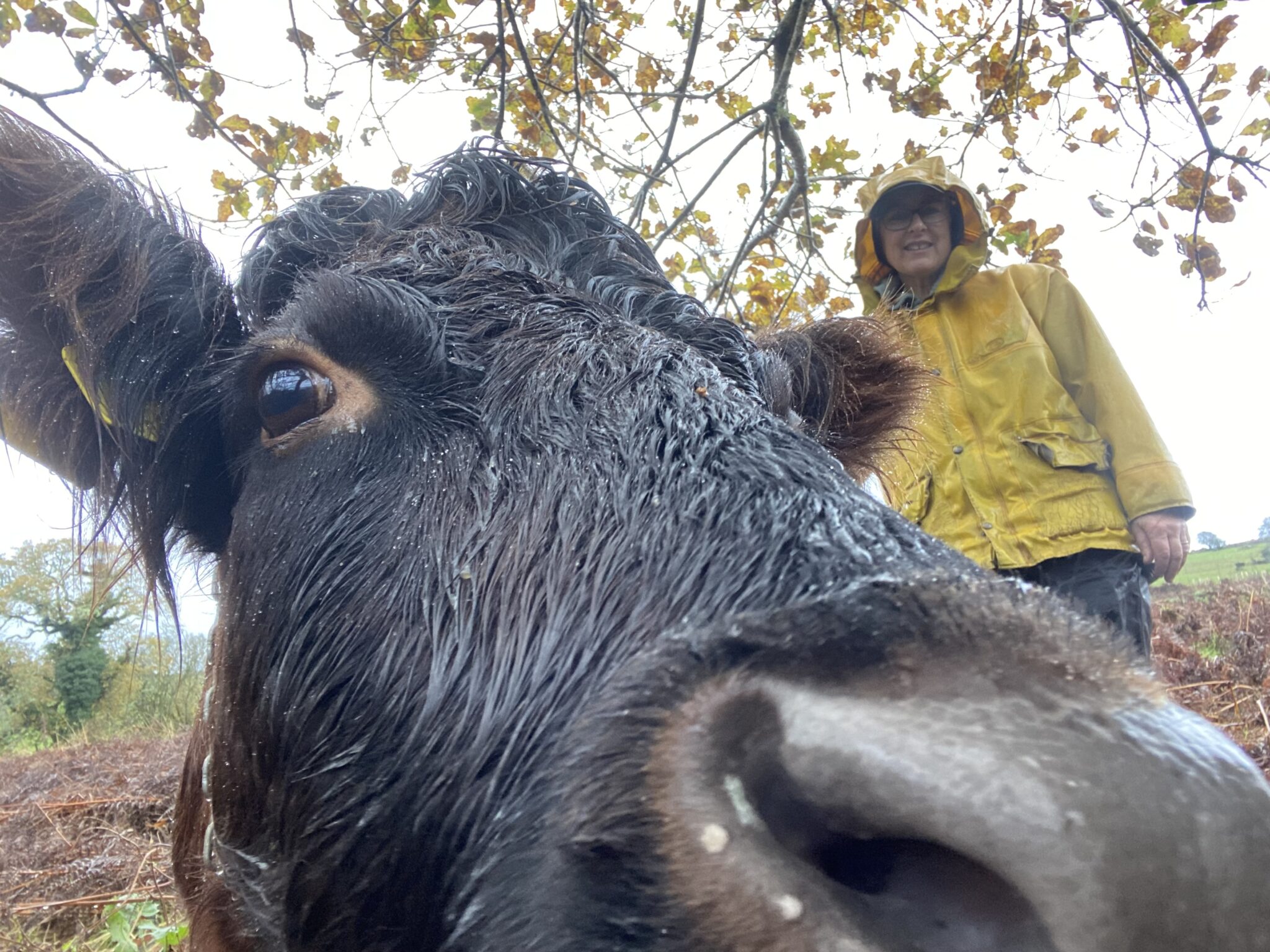 Into the woods: finding the cows among the trees – Forestry Commission