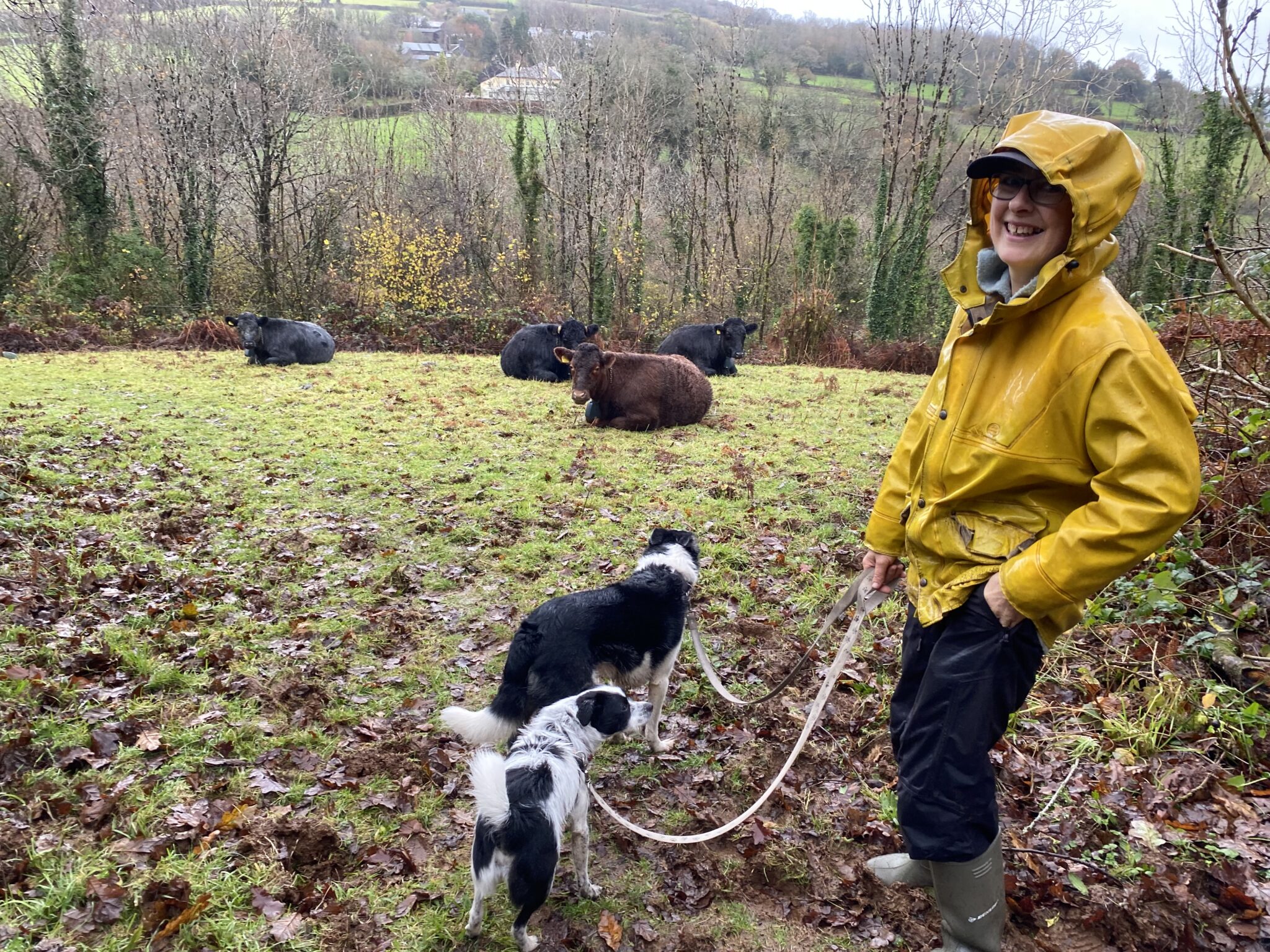 Into the woods: finding the cows among the trees – Forestry Commission