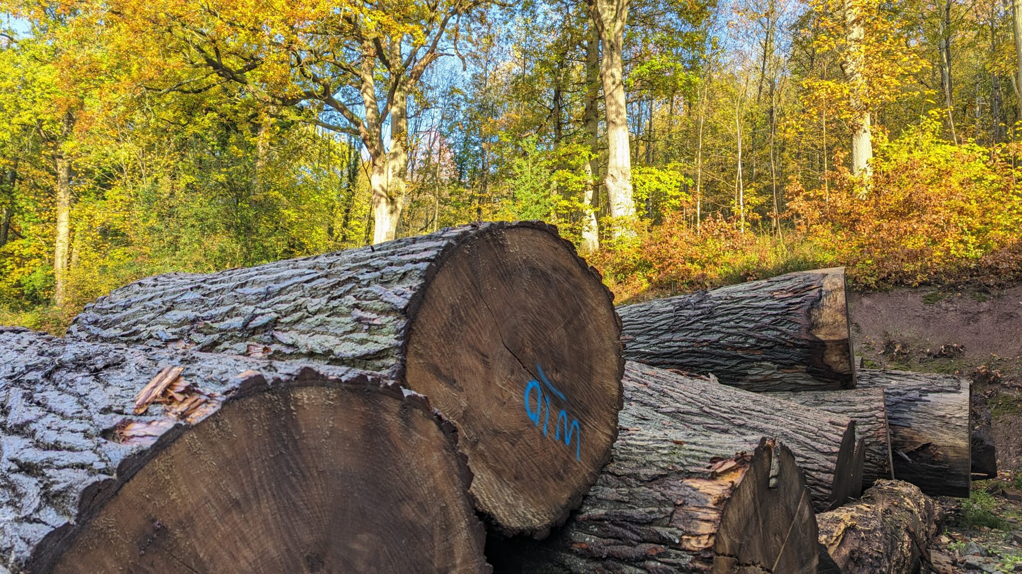 How Woodland Heritage is building a thriving UK wood culture – Forestry ...