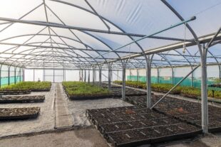 Forests with Impact: growing trees, changing lives – Forestry Commission