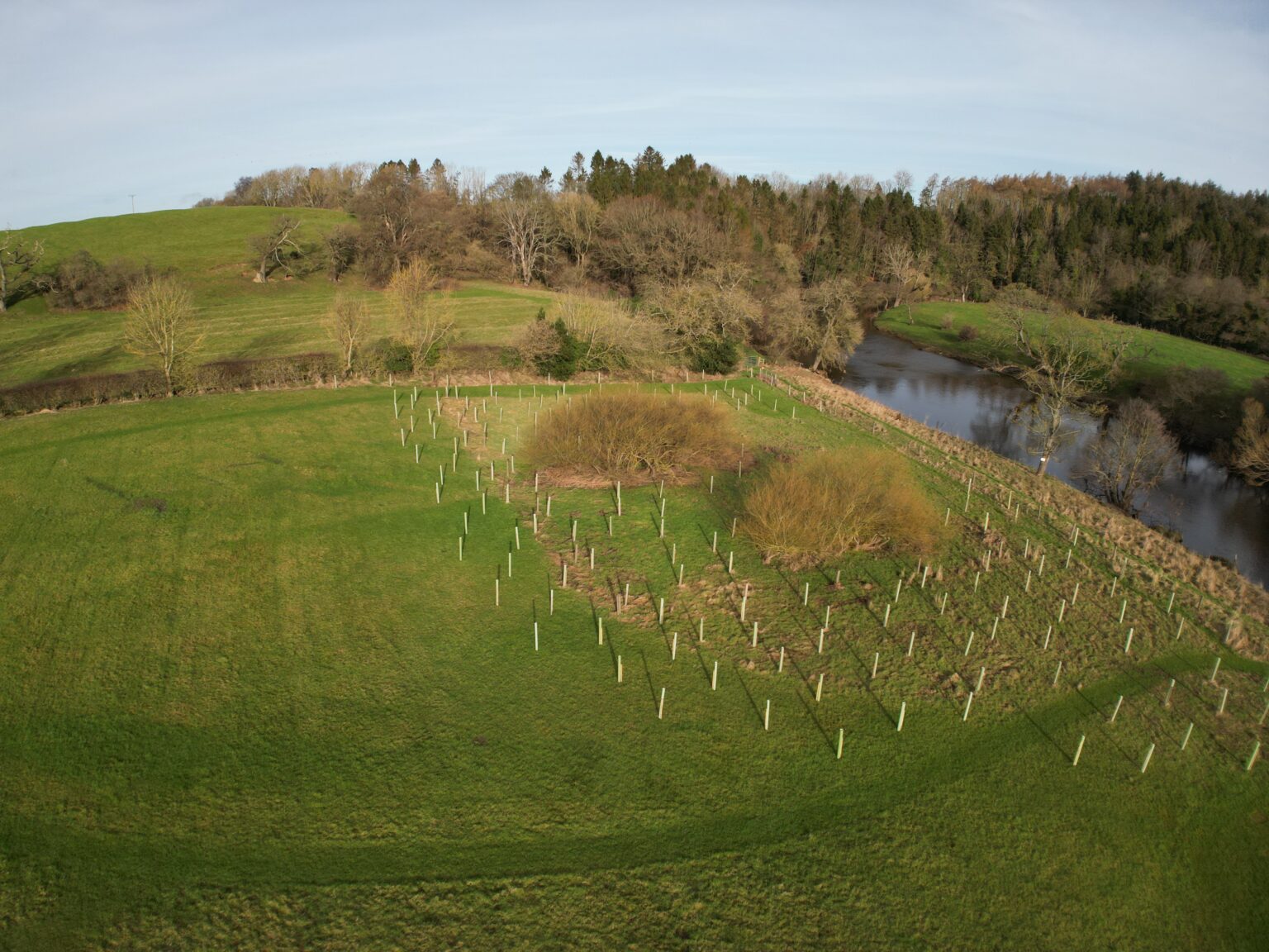 A greener future: how tree planting initiatives are transforming ...