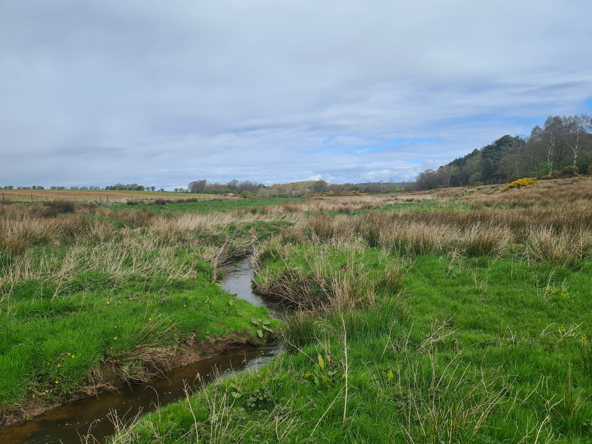 A greener future: how tree planting initiatives are transforming ...