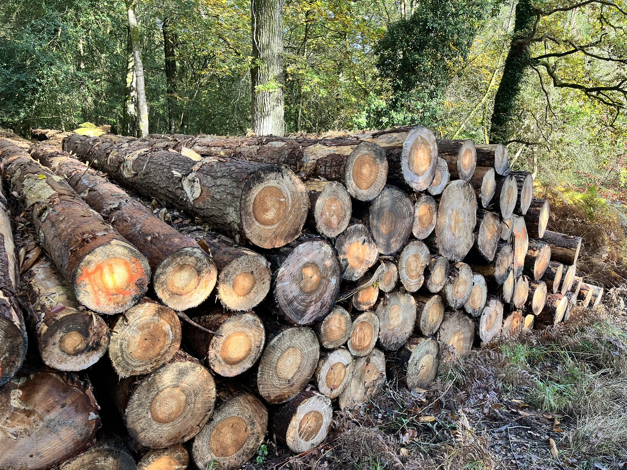 A year of growth: tree planting rates hit their highest level in over ...