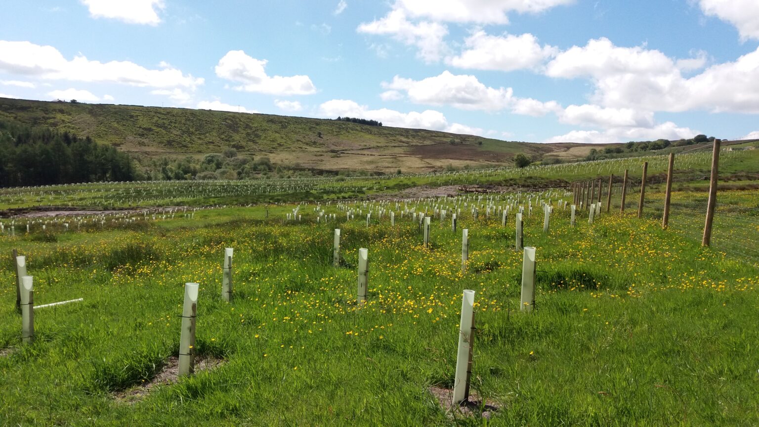 A year of growth: tree planting rates hit their highest level in over ...