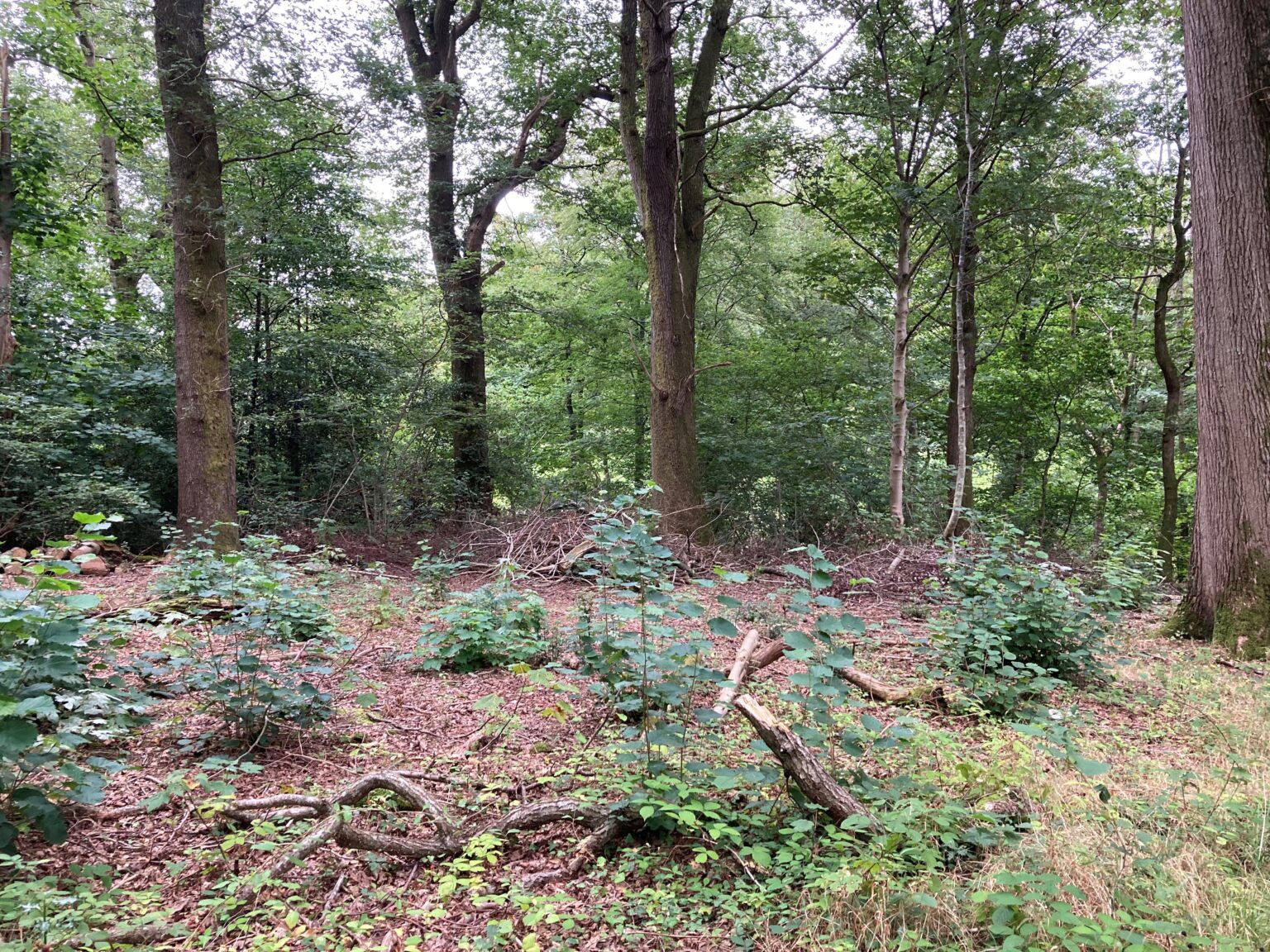 The role of timber in sustainable woodland management – Forestry Commission