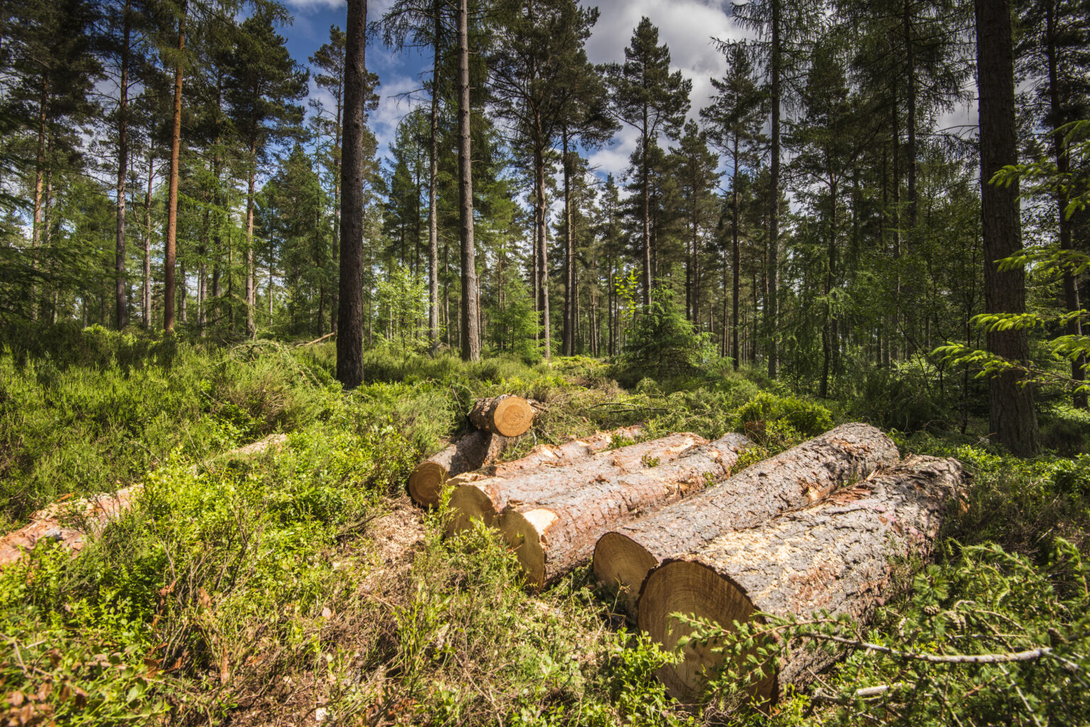 Don’t get stumped by timber terms: understanding the differences ...
