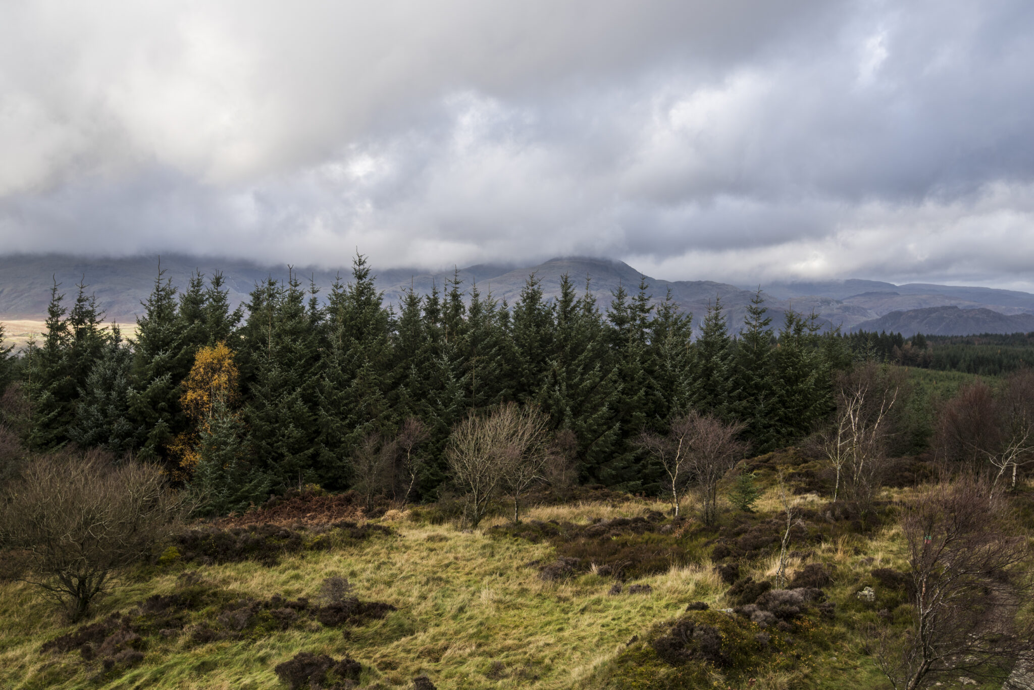 Nature’s hidden havens: rides, edges and glades – Forestry Commission