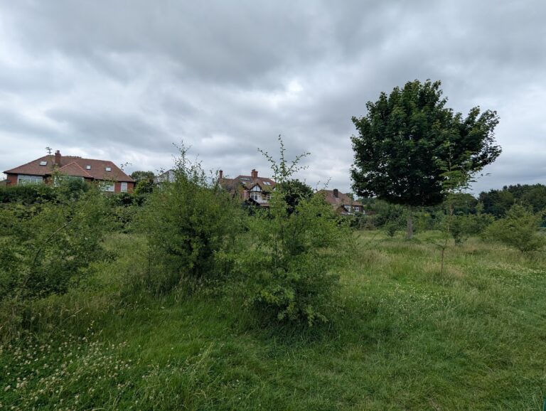 The future of the urban forest: a new vision for greener towns and ...