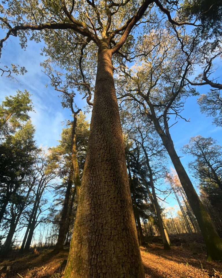 Don’t get stumped by timber terms: understanding the differences ...