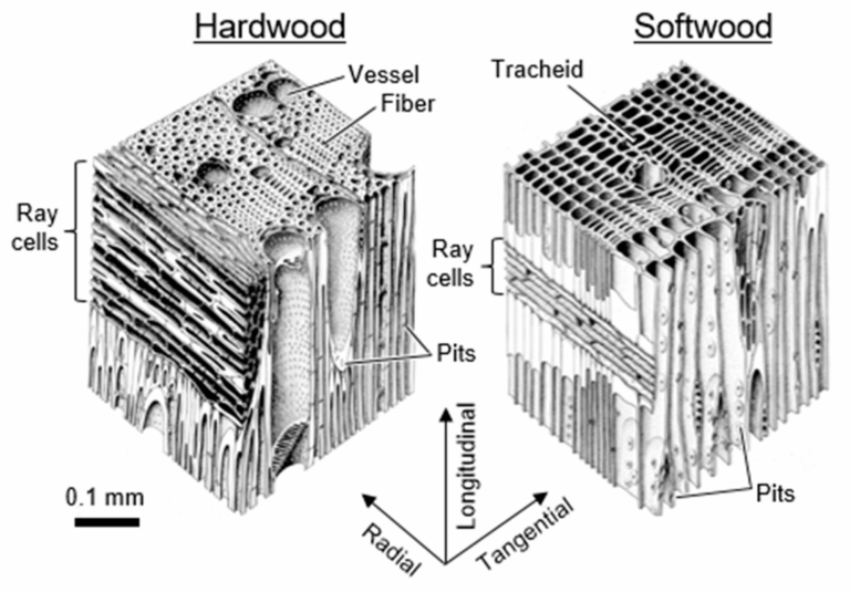 Don’t get stumped by timber terms: understanding the differences ...