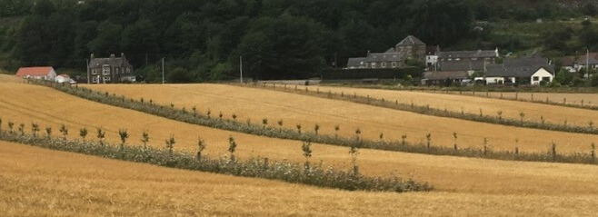 Putting the forestry back into agroforestry – Forestry Commission