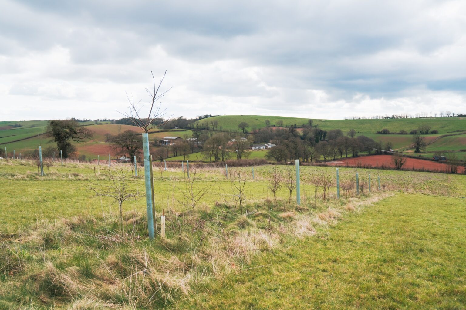Putting the forestry back into agroforestry – Forestry Commission