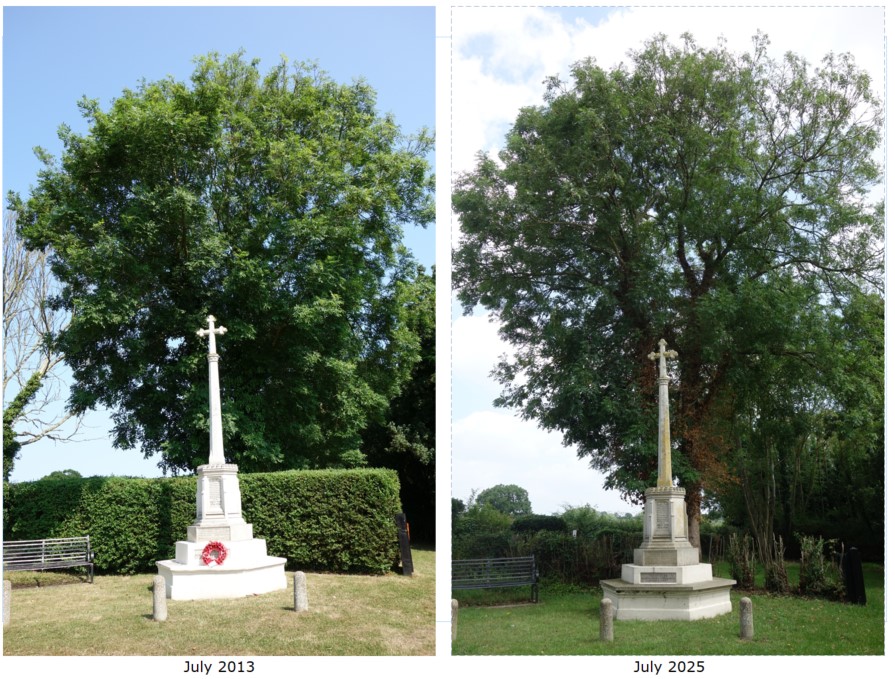 Ashes of hope: 12 years of observing ash dieback in East Anglia ...