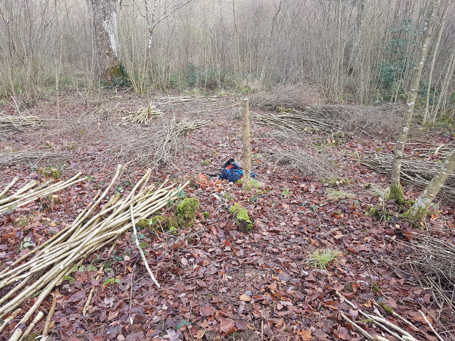 Seeing the wood for the trees: how to harvest timber from your woodland ...