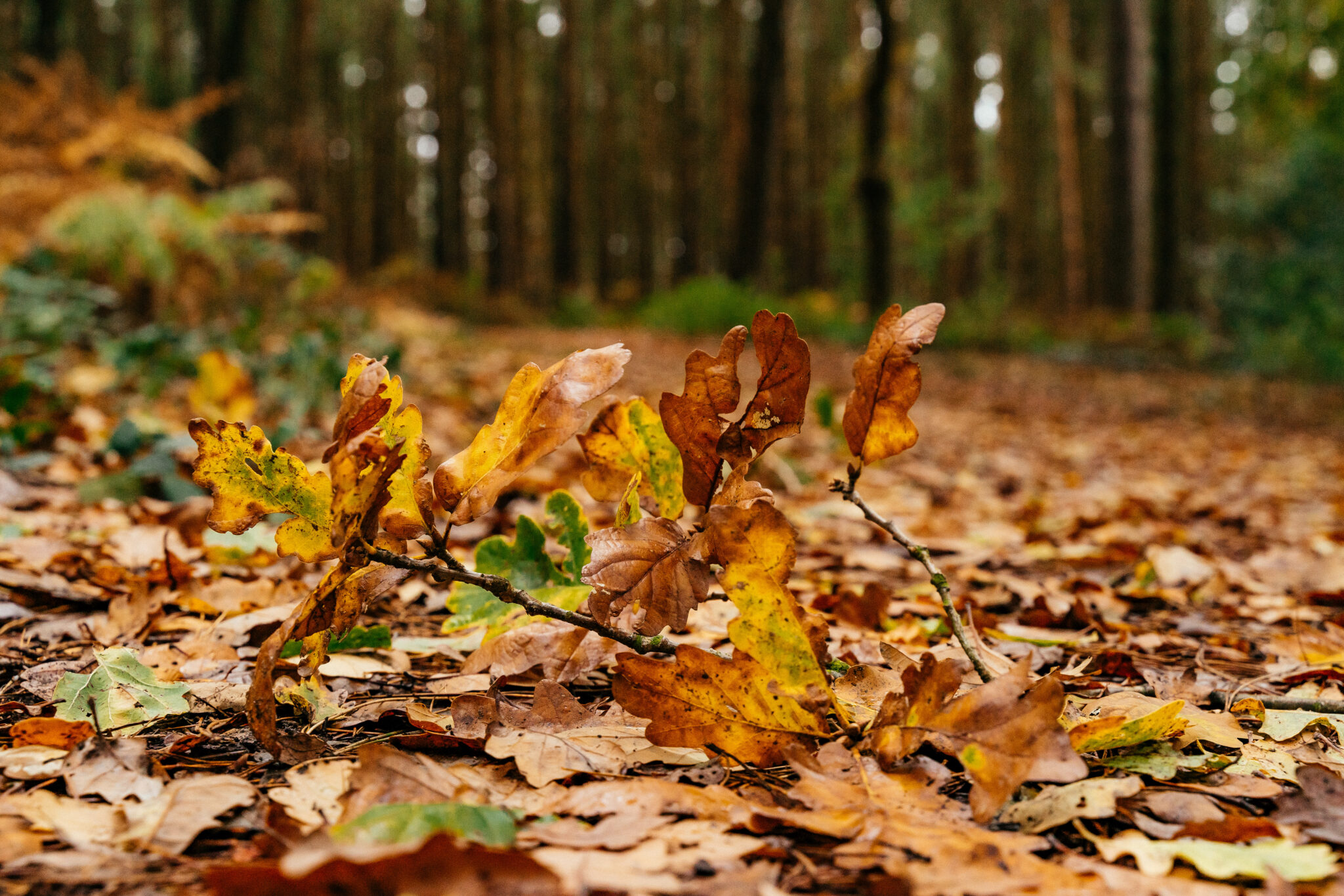 Welcoming autumn: a season of transition – Forestry Commission