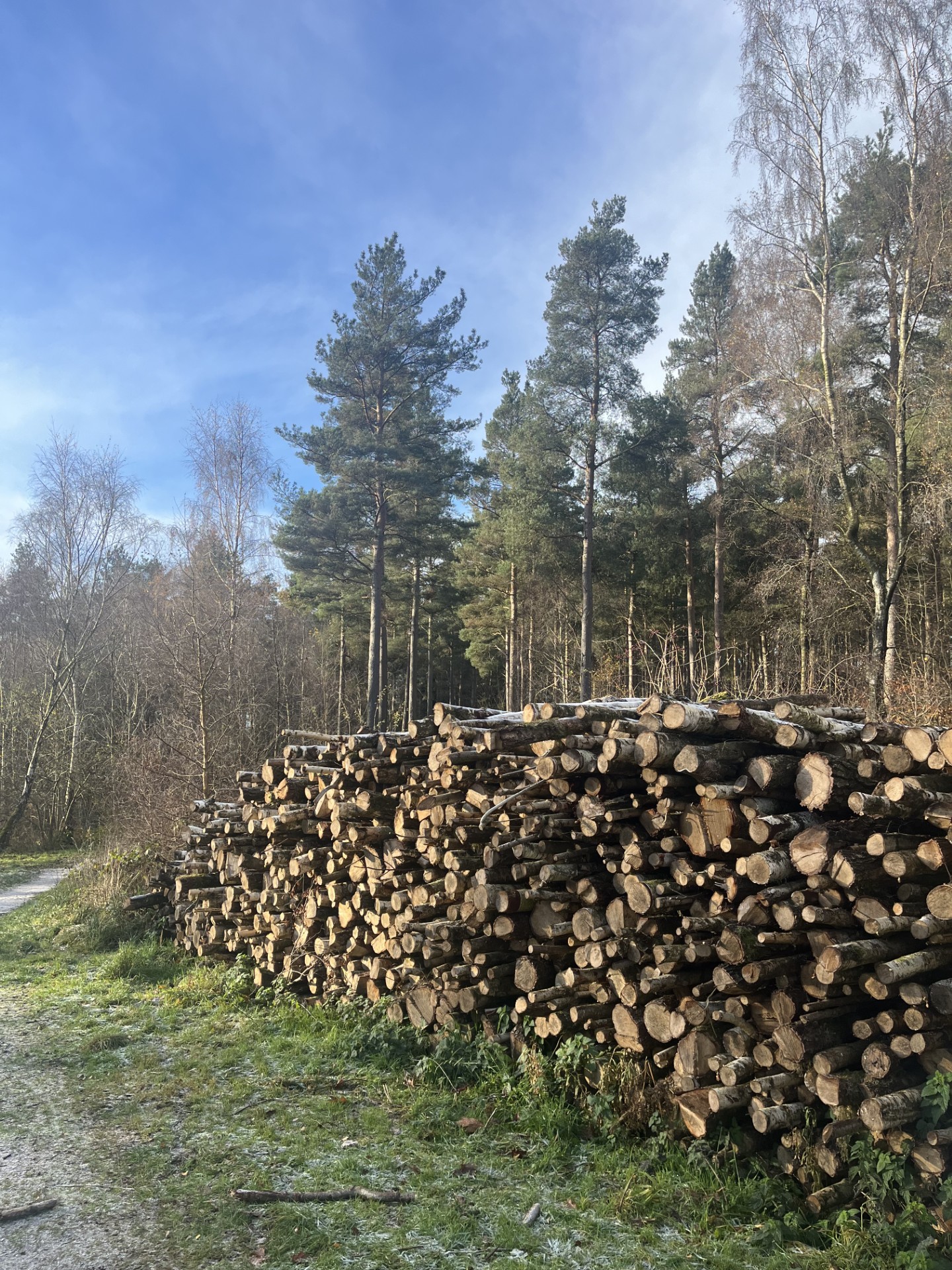 Seeing the wood for the trees: how to harvest timber from your woodland ...