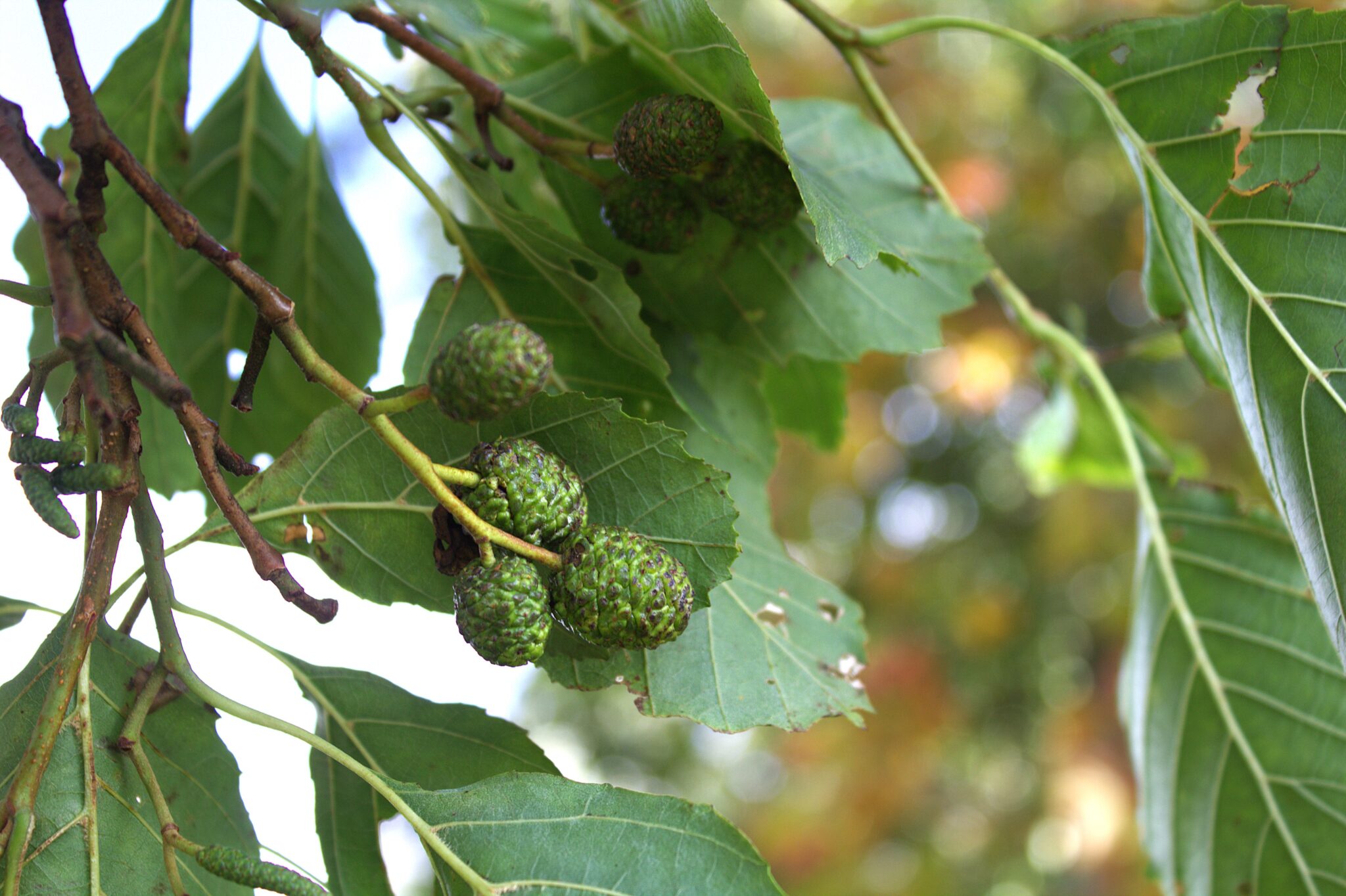 From seed to sapling: why seed collection is fundamental to future ...