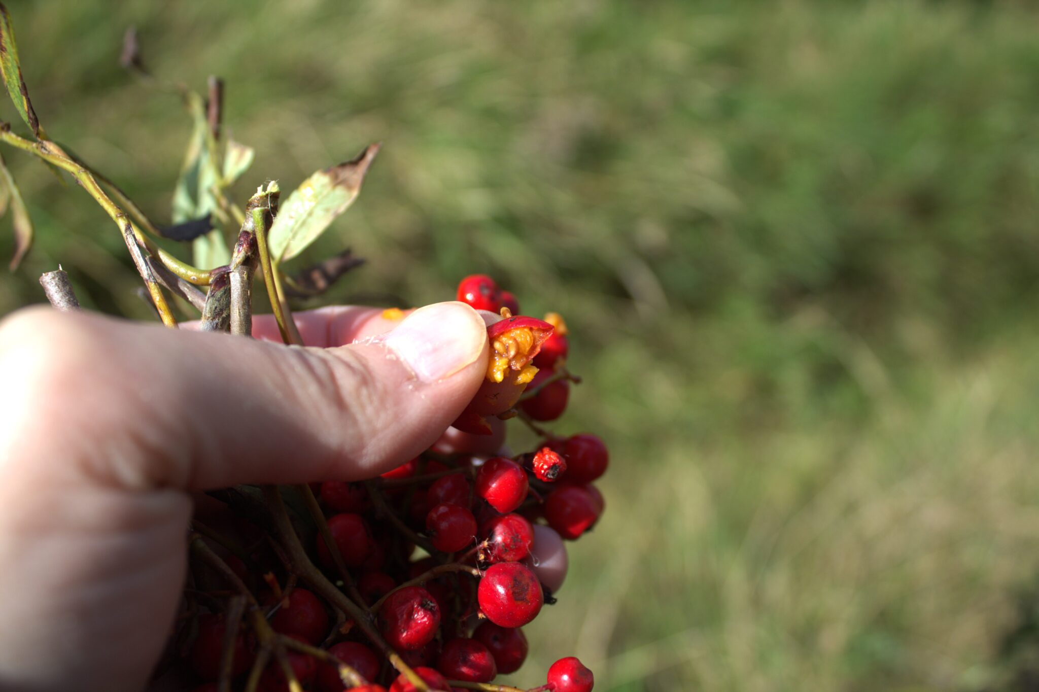 From seed to sapling: why seed collection is fundamental to future forest resilience – Forestry ...