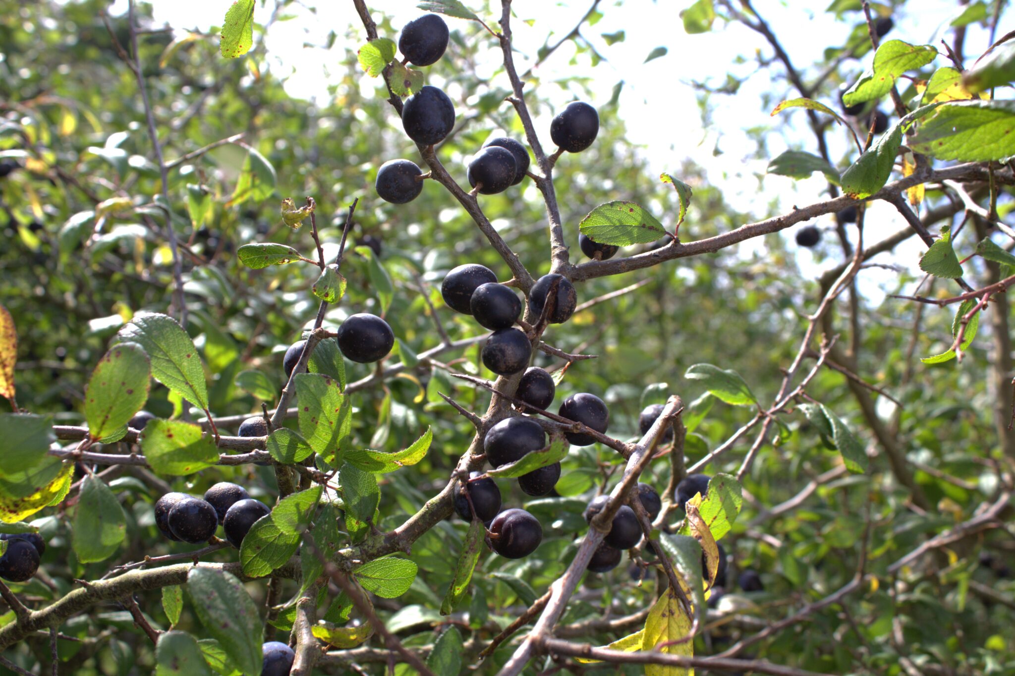 From seed to sapling: why seed collection is fundamental to future ...