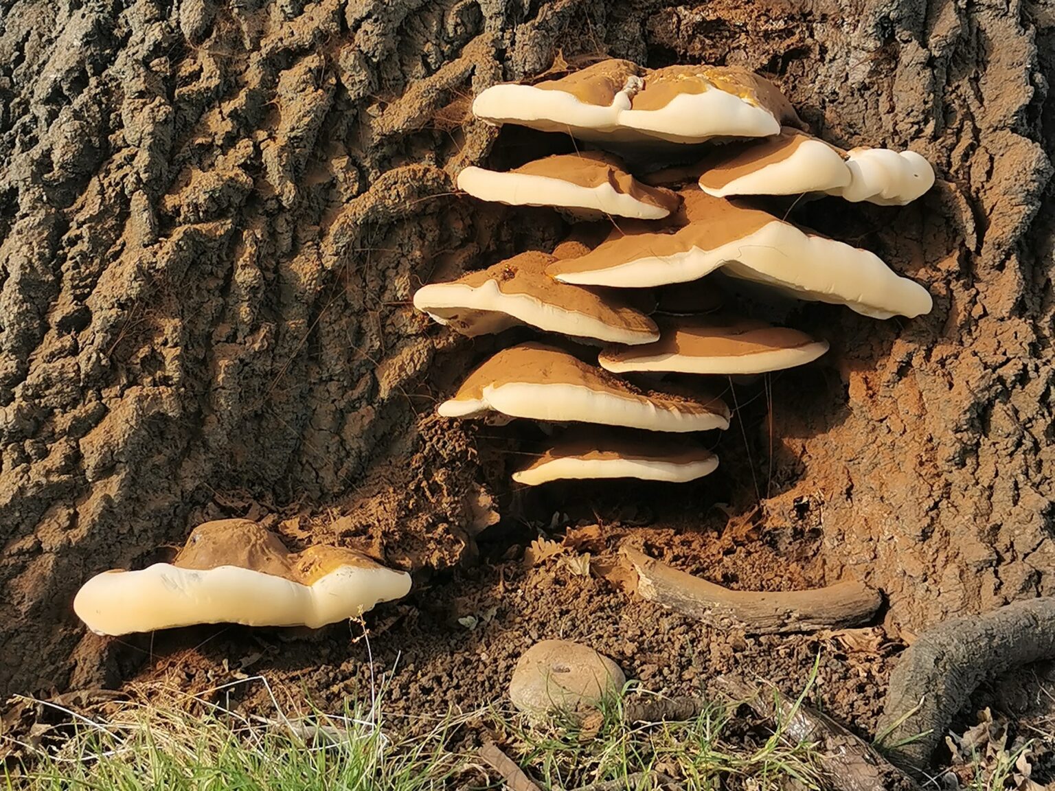 Fungi are the foundation for new life and healthy woodland ecosystems ...