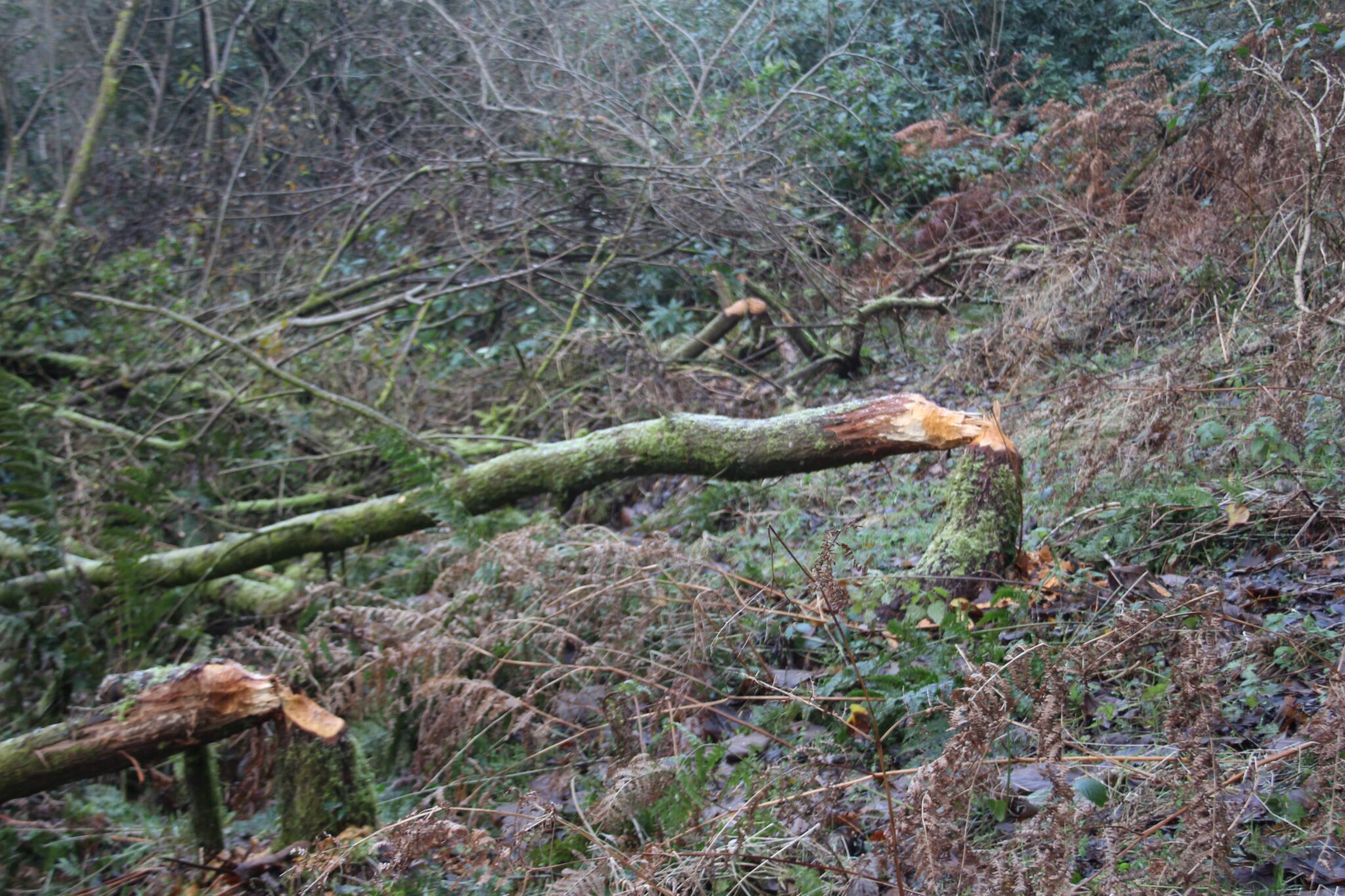 How to protect trees and woodland from mammal damage – Forestry Commission