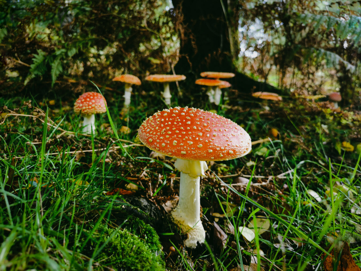 Fungi are the foundation for new life and healthy woodland ecosystems ...