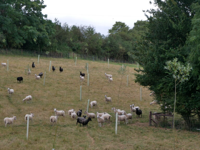 How to protect trees and woodland from mammal damage – Forestry Commission