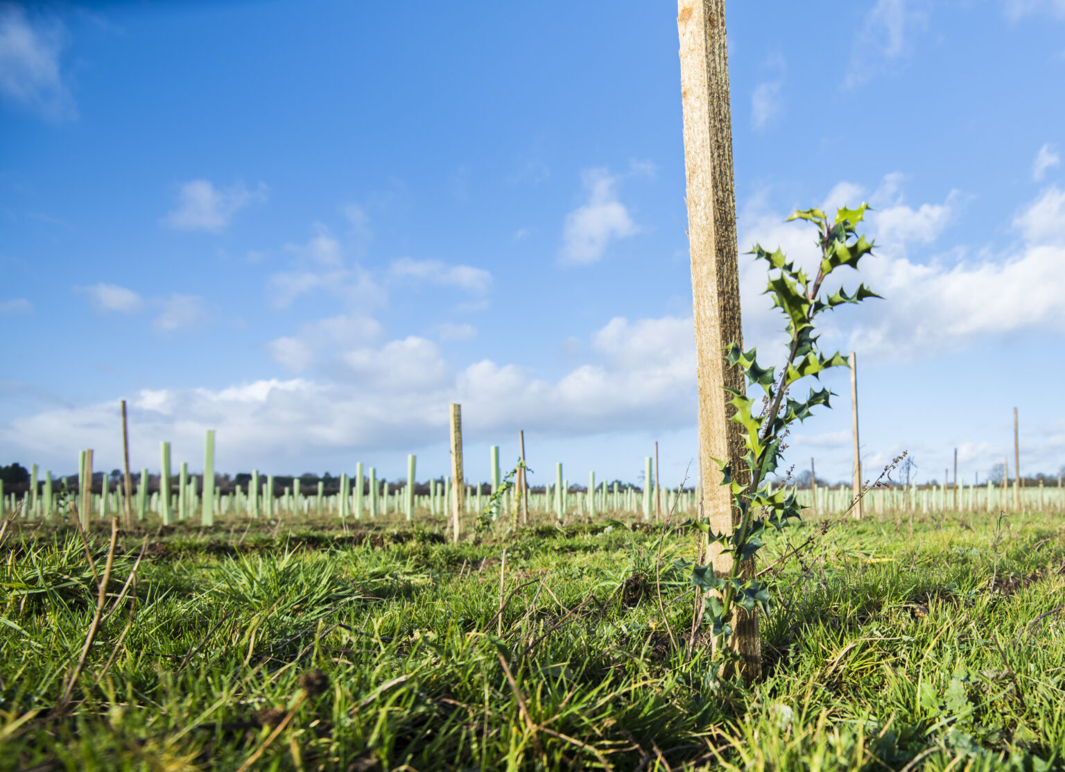 8 top tips for successful woodland establishment this winter – Forestry ...