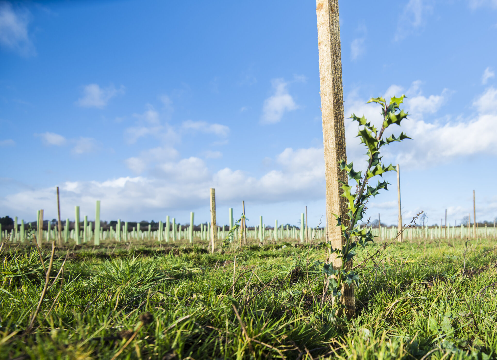 8 top tips for successful woodland establishment this winter – Forestry ...