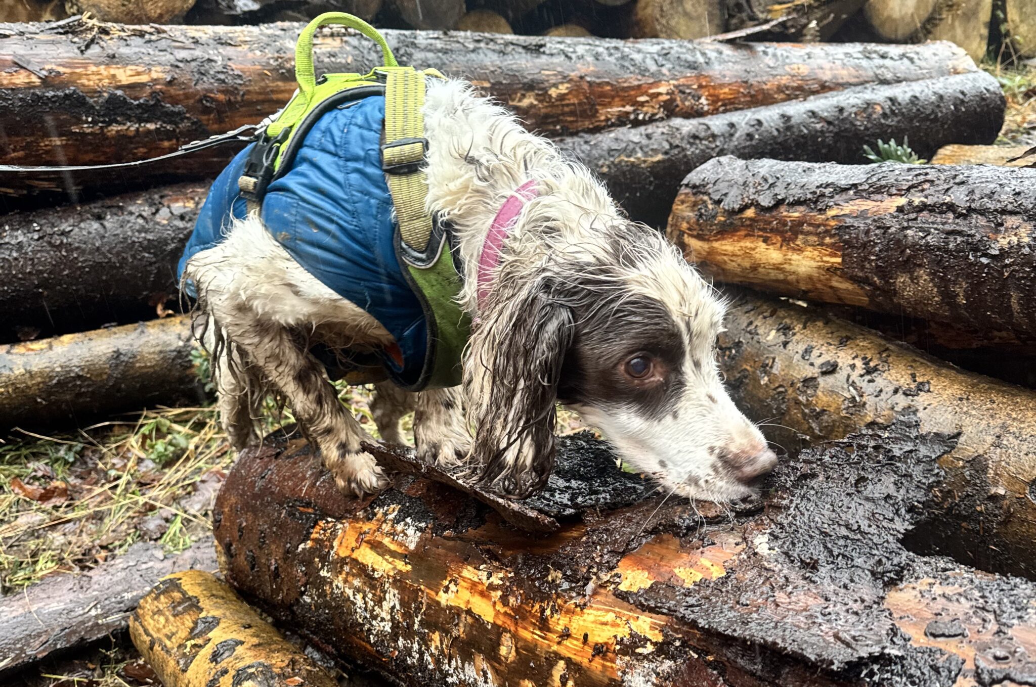 Help beat the eight-toothed spruce bark beetle through proactive ...