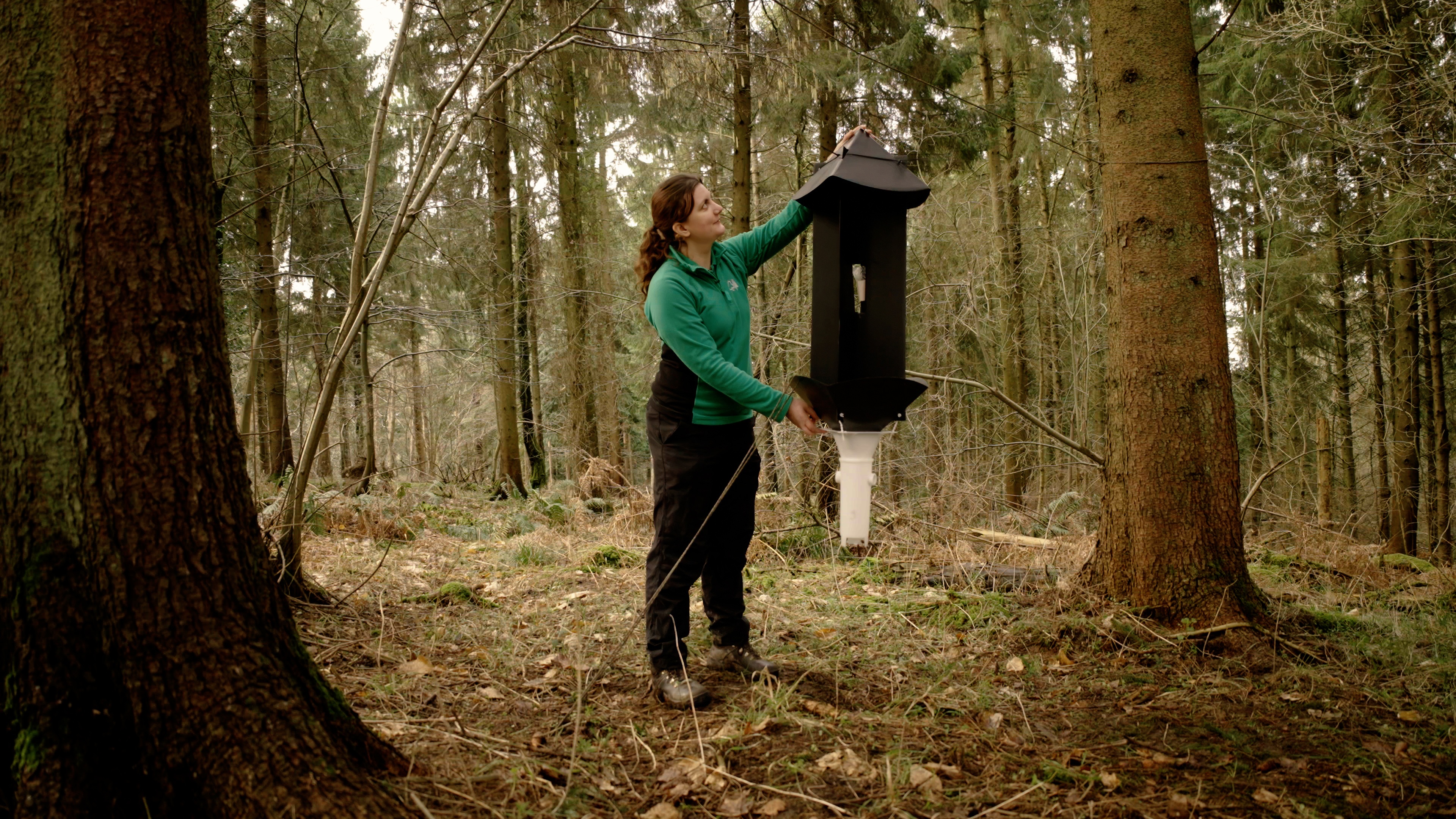 Help beat the eight-toothed spruce bark beetle through proactive ...
